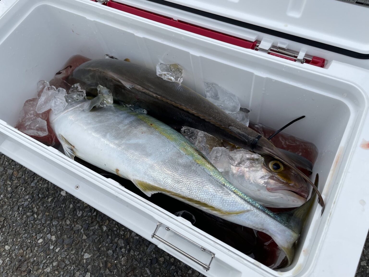 【ほぼコスパ最強！】ダイワ ライトトランクα(GU3200)の実釣インプレ【60㎝までの魚に！】 | BLOOMEN